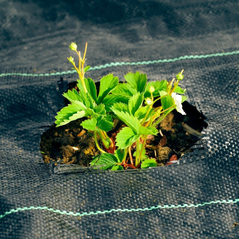 Effective Weed Control Barriers for Home Gardens – Singhal Mart